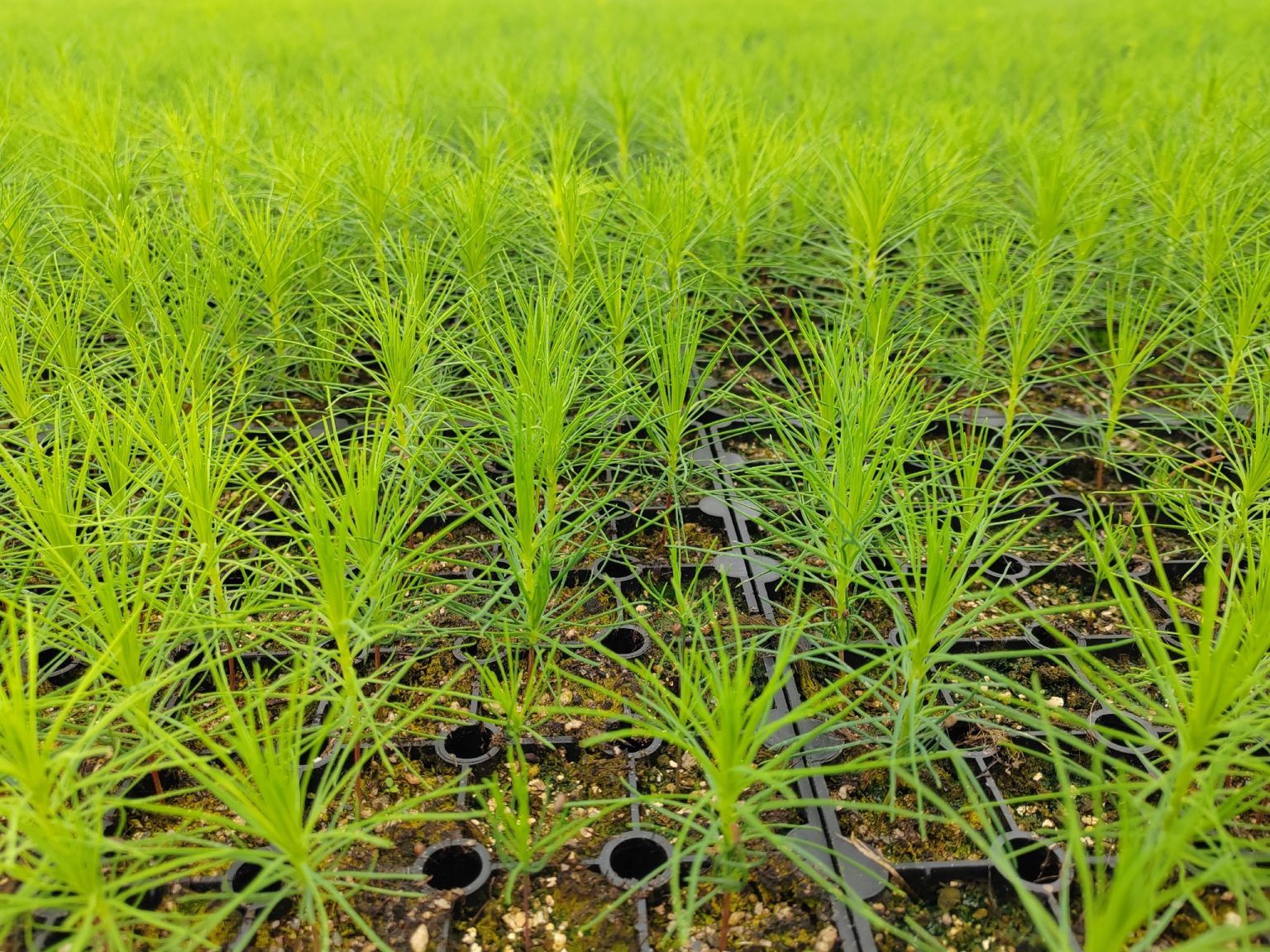 АЦБК открыл первый в Арктической зоне лесопитомник — UpackUnion